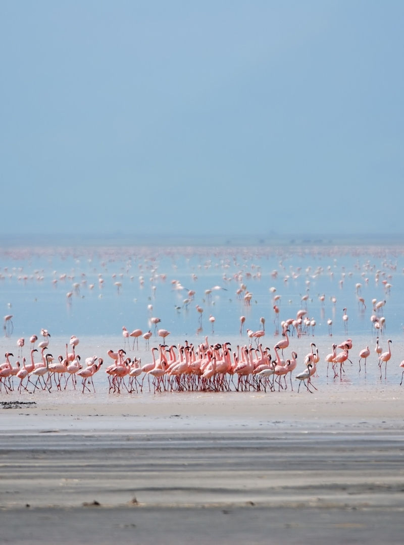 6-Day Northern Tanzania Mid-Range Safari - Get Together Adventures